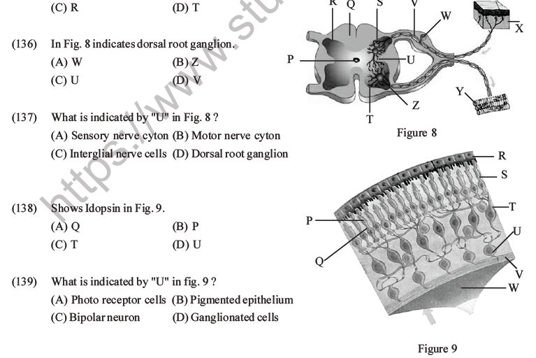 NEET Biology Neural Control and Coordination MCQs Set A with Answers